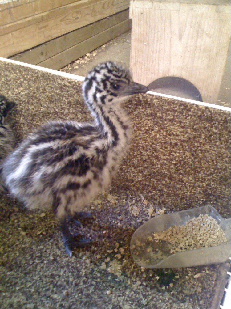 Første lille emu kylling klekket - Stirling Station